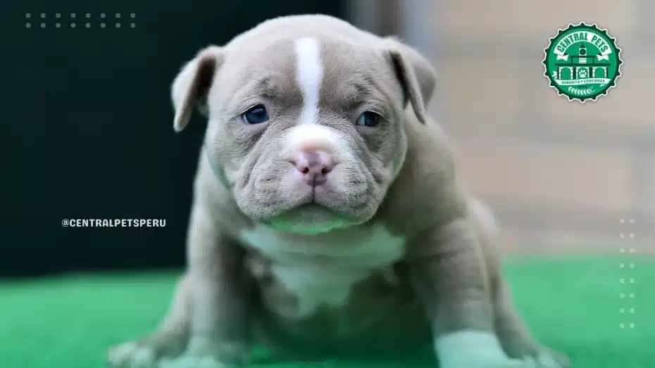 American Bully: El Compañero Leal y Protector | Blog